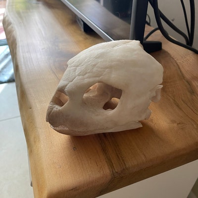 Turtle Skull Loggerhead Sea Turtle replica High Quality Piece FREE ...