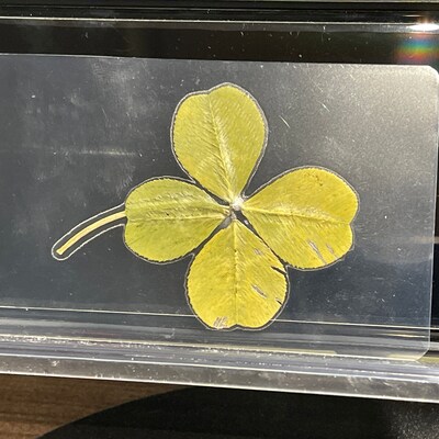 Real SEVEN Leaf Clover Genuine and Hand Picked ONLY ONE Laminated ...