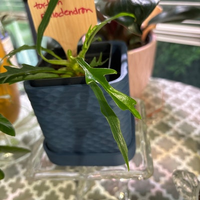 Tough Resin Strap or Band Adapter for W736H, WS1500, HDC700, DW291H ...