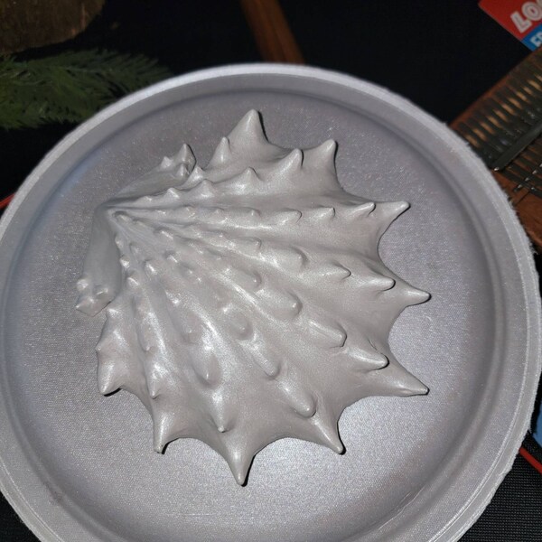 Spiny Jewel Box Shell Set - Etsy