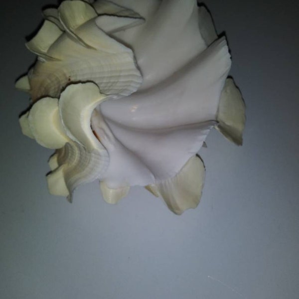 Extra Large Giant Clam Shell MATCHING PAIR Very Very Rare Unique Real ...