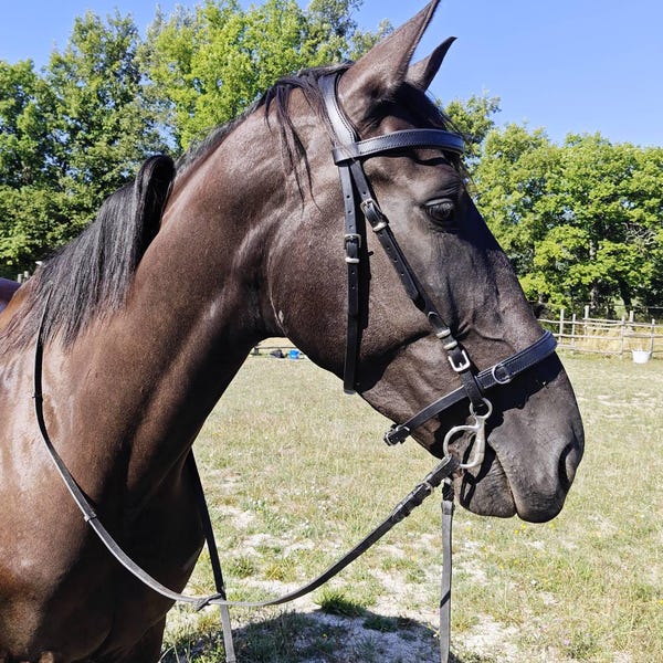 Anatomical French Bridle Lazypony With Reins, Leather Bridle, Horse ...
