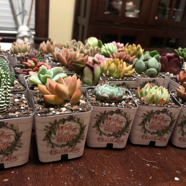 Custom 2" Succulent Wraps, White Shiplap With Wreath, Perfect to ...