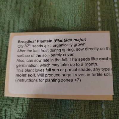 Broadleaf Plantain plantago Major Seeds, Organically Grown - Etsy