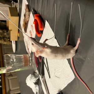 DIY Mouse Taxidermy Craft Kit Inc. Manual and Full Tool Kit for ...