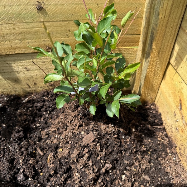 Fragrant Princess Dwarf Tea Olive 'kaori Hime' Osmanthus Live Plant 1 ...