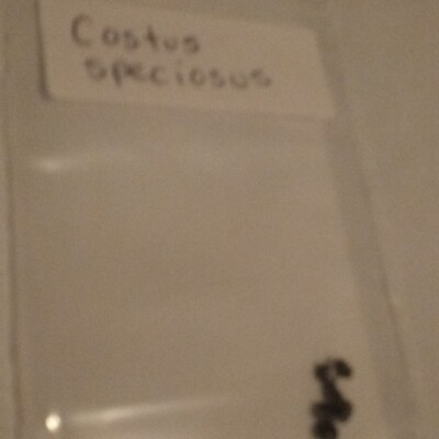 Oenothera Fruticosa Golden Sundrops Primrose Yellow Perennial 30 Seeds ...