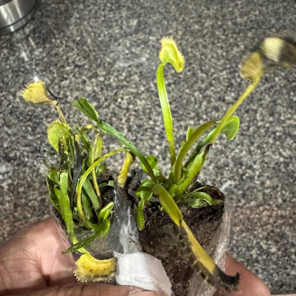 VAT Pulsar African Violet Starter Plant (ALL Starter PLANTS Require You ...