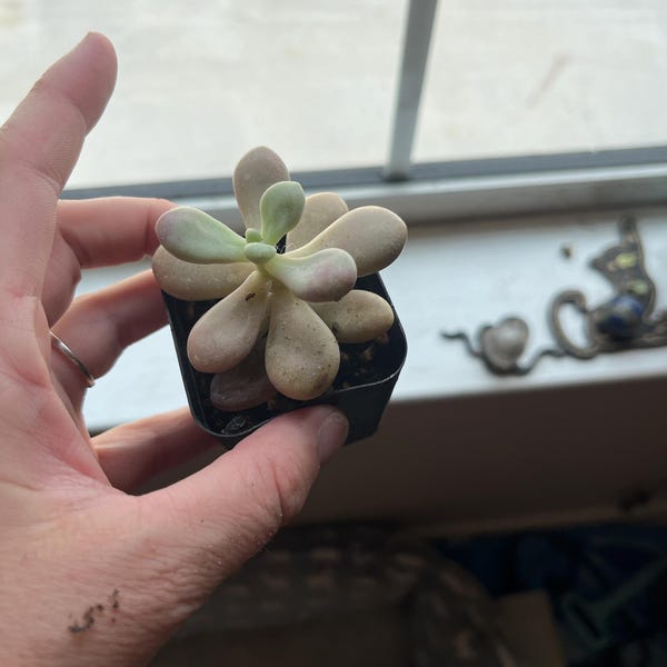 Rare Pink Moonstone Succulents, Pink Pebble Rosette Plants, Pachyphytum ...
