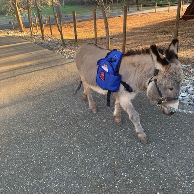 Miniature Horse and Donkey Backpacks Custom Patches and Accessories - Etsy
