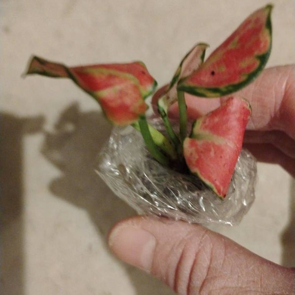 Aglaonema Red Master Starter Plant **(ALL Plants Require You to ...