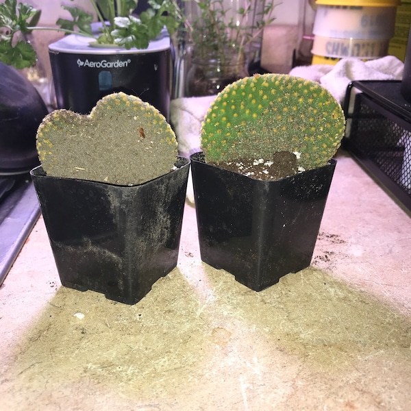 Golden Wavy Cactus, Swirl Cactus, Opuntia Microdasys Monstrosus, Small ...