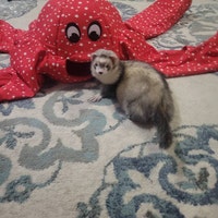 Wizard Ferret,сhristmas for the Ferret, Gift for Ferret Owner ...