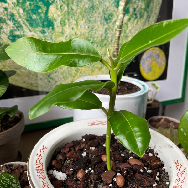 Jamun Tree (java Plum, Jambul, Black Plum, Jambolan, Jmblang, Syzygium ...