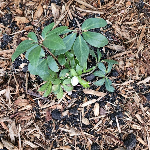 5 Mixed Coreopsis Starter Perennials. Loves Sun. Super Easy to Grow ...