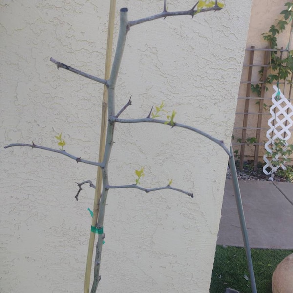 Jujube Li Tree- 4 to 5 Feet Tall - Grafted Tree - Bigger Trunk - Ship ...