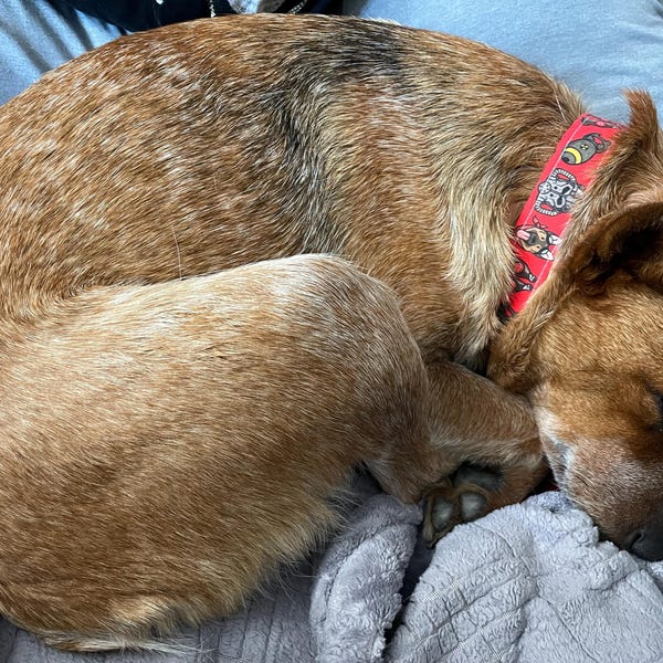 My Chemical Romance Band Dog Collar 2.0 - Etsy