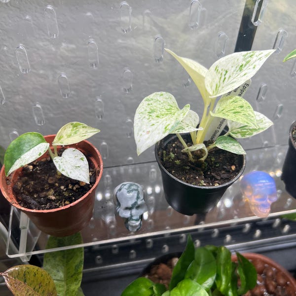 Cereus Forbesii Spiralis Twisted Cactus 4 Plant Pot - Etsy