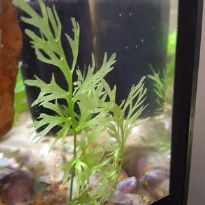 NO FLOATERS Beginner Pack 10 Tiny Random PLANT Species Low - Etsy