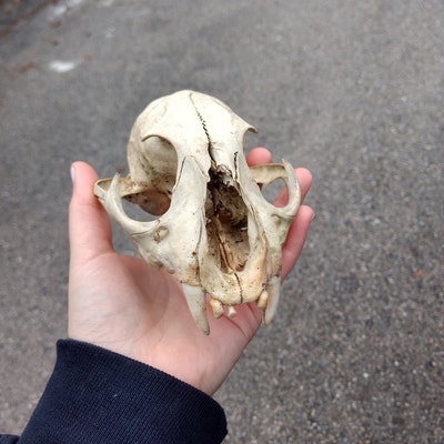 Atlas Moth, Framed Taxidermy Moth Display, Insect Wall Art, Natural ...