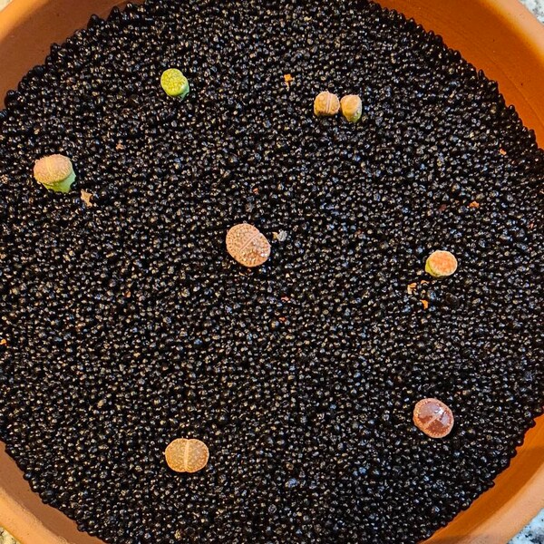 5 Seeds Rare Live Dioscorea Elephantipes / 'elephant's Foot' Cactus ...