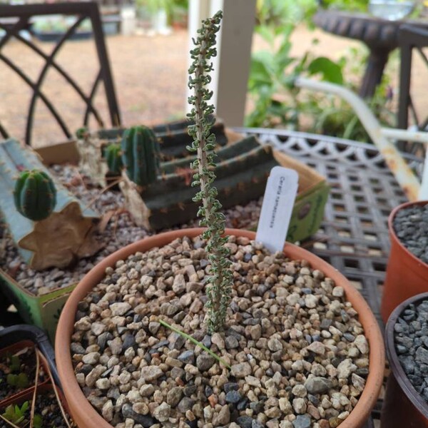 Stapelia Rufa - Etsy