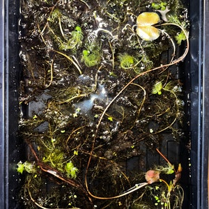 Carex Lurida Shallow Sedge Bareroot Wetland Restoration Live Plant ...