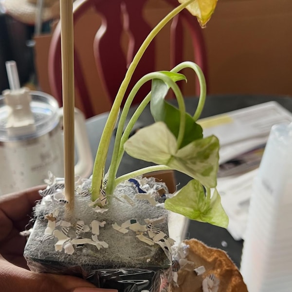 Maroon Moon- Purple Waffle Plant- Hemigraphis - Etsy