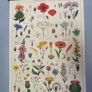 Wildflowers Specimens Poster Vintage Poster Botanical School Chart - Etsy