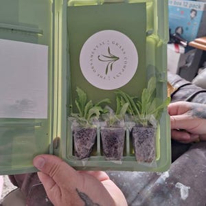 Lessing Feather Gass Stipa Lessingiana Ornamental Grass Plug Plant ...