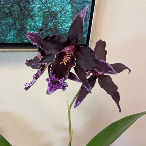 Paphiopedilum Mem Albert Eickoff (kolopakingii X Stonei) Blooming Size ...