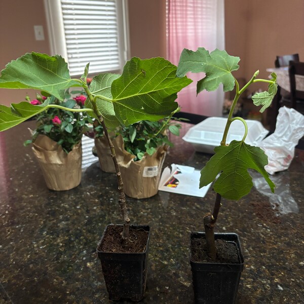 1 Grafted Double "purple Fire" Adenium /desert Rose Plant. 5-7 Inch ...