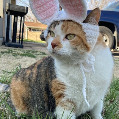Bunny Rabbit Ear Hat for Cats - Etsy