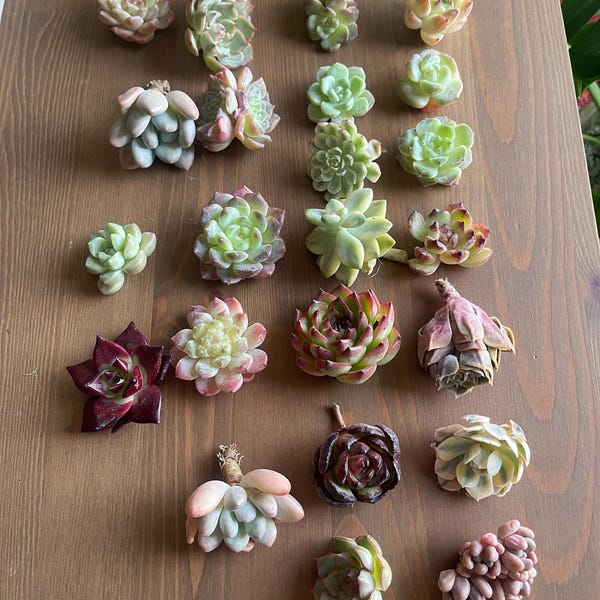 Random Mix DIY Rare Succulent Plants Live Pink Red Orange Green, 0.5-2 ...