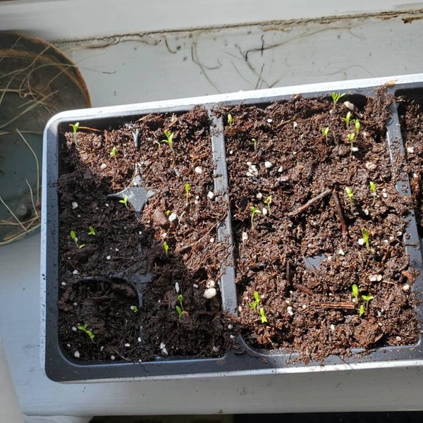 Black/white Velvet Lace Carnation Flower Seeds / Dianthus / Perennial ...