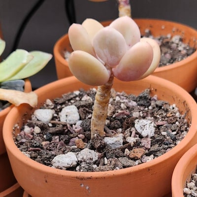 Lithops Aucampiae Rudesheim Ruby 10 Seeds - Etsy