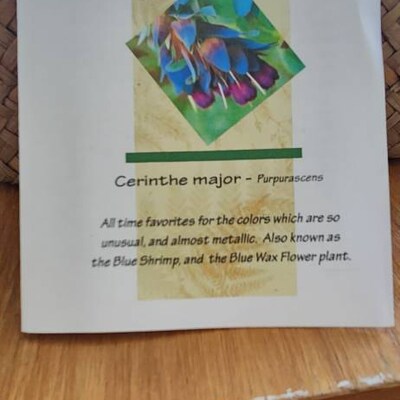 Cherokee, North Georgia Candy Roaster Squash . Cucurbita Maxima - Etsy