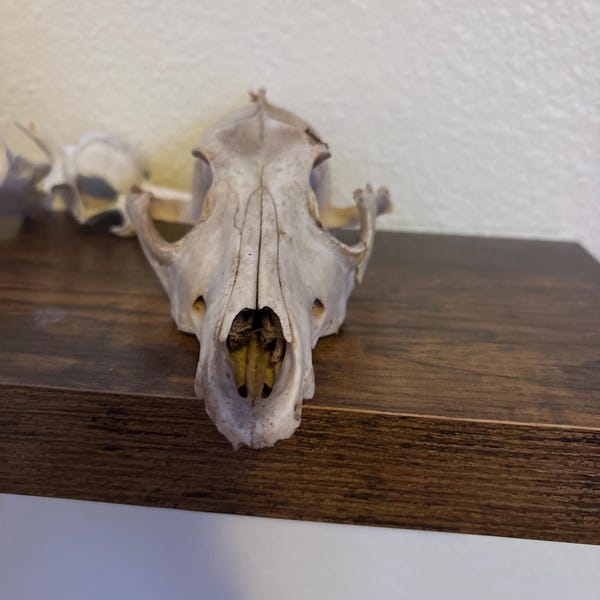 Ten ( 10 ) Nature Cleaned Craft Grade Beaver Top Skulls - Etsy