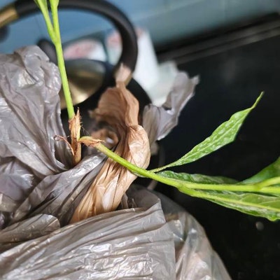 Inca Nut, Sacha Inchi plukenetia Volubilis Live Plant - Etsy