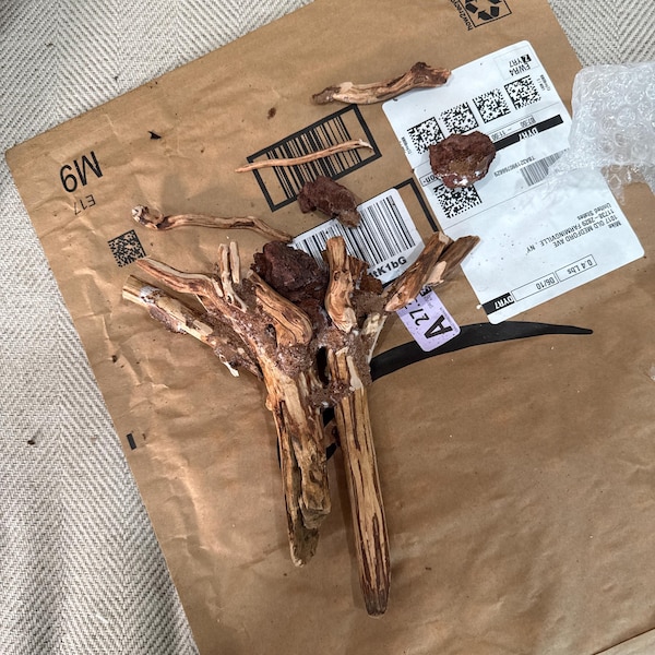 Large Natural Cuttlebone Cuttlefish Bone Bird, Reptile, Turtle Food ...