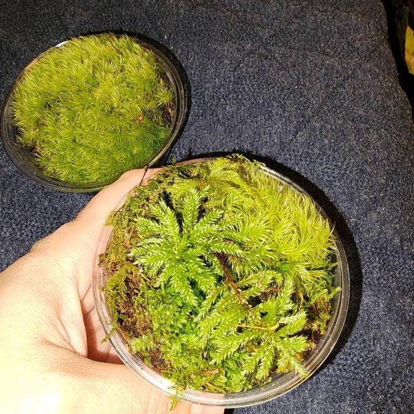 5 Mini Moss Assortment Dome - Etsy