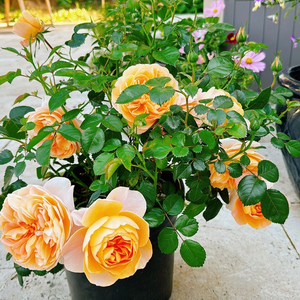 Rose【juicy Terrazza | 果汁阳台】- Ownroot -1.5gal | Netherlands Rose| Strong ...