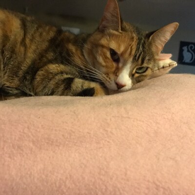 Art SVG, Art is Life SVG, Painter Svg, Artist Svg, Cricut, Painter ...