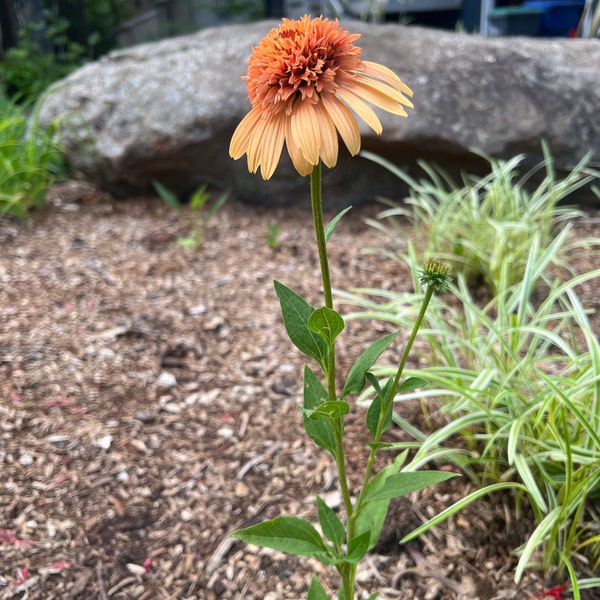 Cantaloupe Supreme Coneflower/ Echinacea in 3.5 Inch Pots (one Plant ...