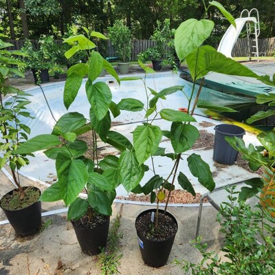 Mulberry Tree Live Plant Pakistan Mulberry Tree Live Pakistani Mulberry ...