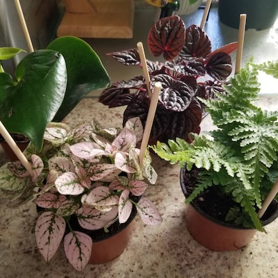 Houseplant Variety Pack 4 Plants 4 Potseasy Care - Etsy
