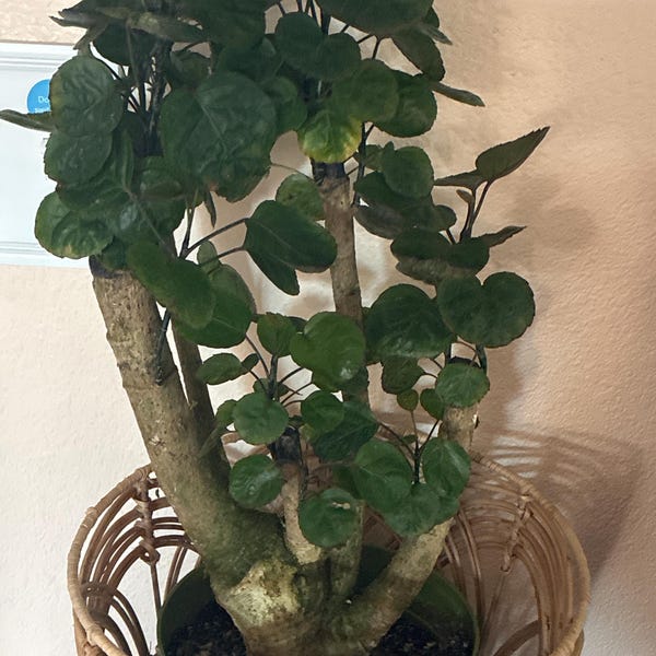 The 6 Inch Pot- Fabian Aralia Tree Stump Unique Bonsai Live Plant, 6 ...