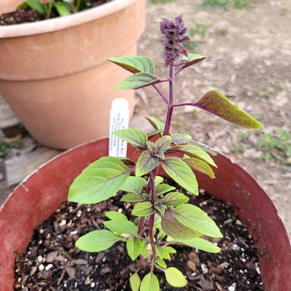 African Blue Basil Plant - Etsy