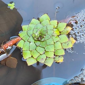 BUY 2 GET 1 FREE Umbrella Palm 'baby Tut' cyperus Gracilislive Aquatic ...