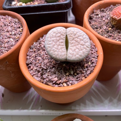 Lithops living Stones 2.5 Inch Pots Healthy and Fully Rooted - Etsy